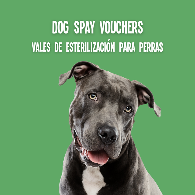 Animal Welfare League of Arlington Low-Cost Spay/Neuter Vouchers