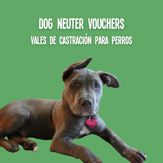 Animal Welfare League of Arlington Low-Cost Spay/Neuter Vouchers